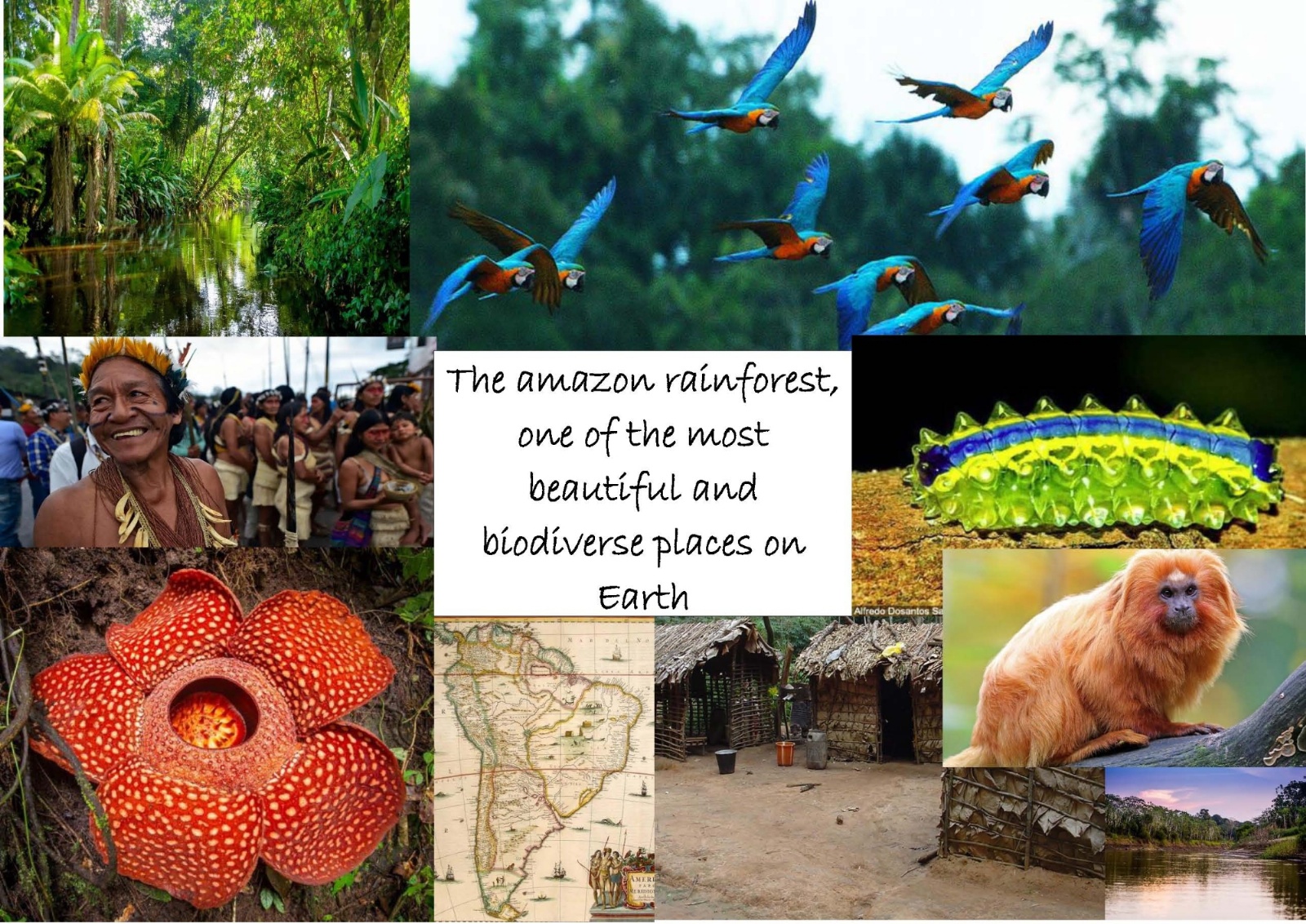 Amazon Rainforest Animals Collage