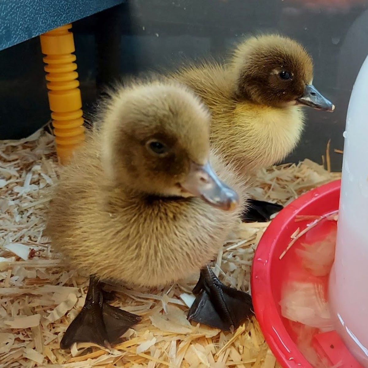 Duck Watch - Leicester High School for Girls